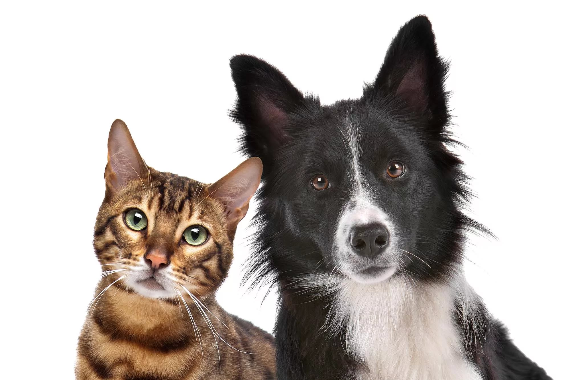 Cat-Dog-HD-Background – Caring Hands Pet Clinic
